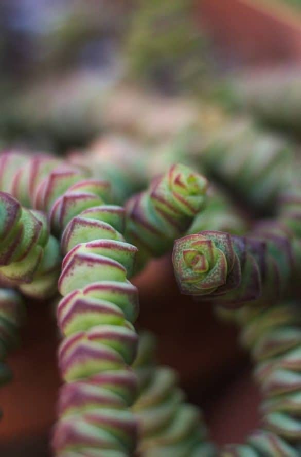 How to water succulents | 5 tips for happy plants! - Houseplant Central