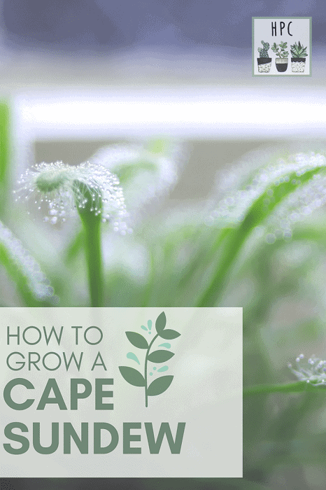 Drosera capensis | Cape sundew care & info | Houseplant Central