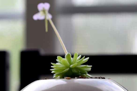 How to set up a carnivorous plant terrarium | Houseplant Central