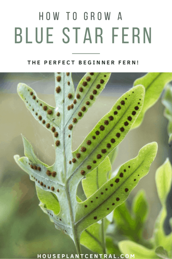 Blue star fern care | Phlebodium aureum - Houseplant Central