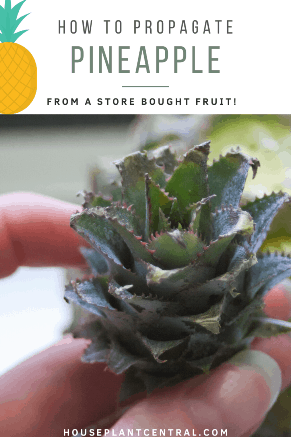 Growing a pineapple from the top | In 4 easy steps - Houseplant Central