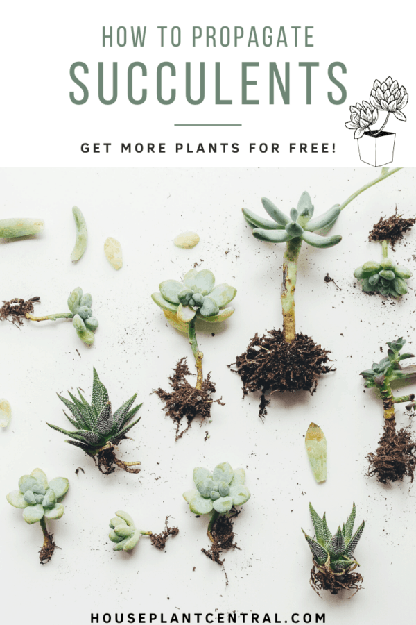How to propagate succulents | In 3 easy steps! - Houseplant Central