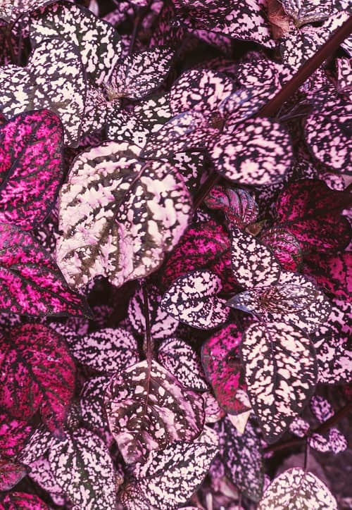 Polka dot plant care & info | Hypoestes phyllostachya | Houseplant Central