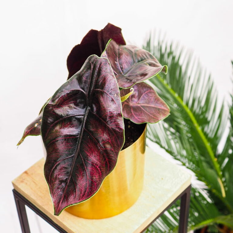 Most Expensive Plants and How You Can Own Them