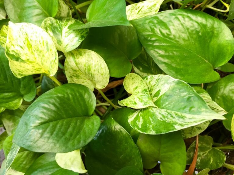 Marble Queen Pothos: How to Grow and Care for Devil's Ivy