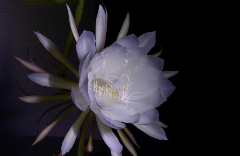How to Grow and Care for Queen Of The Night Flower