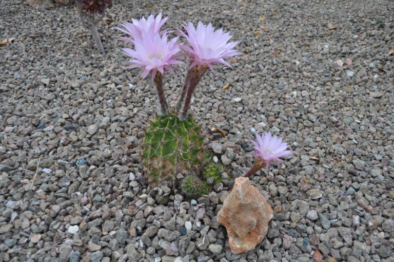 How to Grow and Care for Queen Of The Night Flower