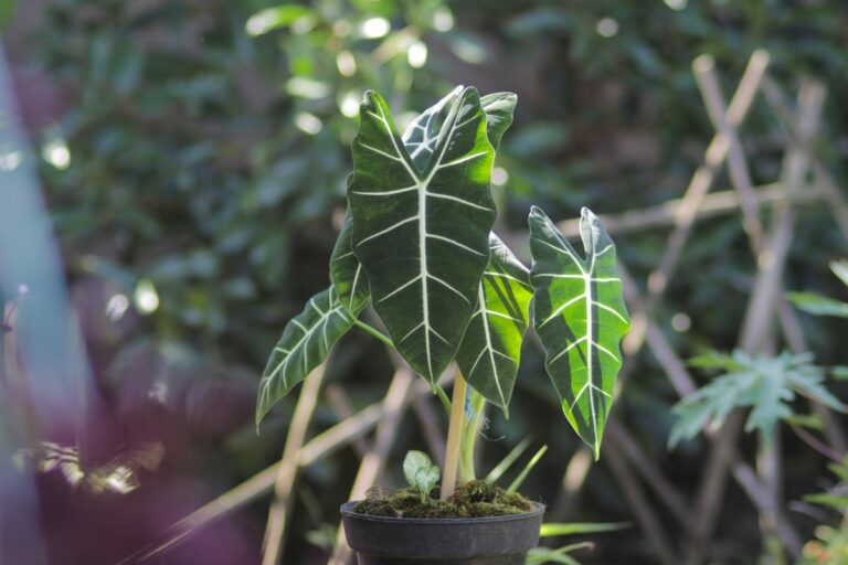 Alocasia Frydek - How To Propagate And Care For - Houseplant Central
