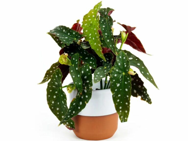 The Beauty of Begonia Maculata: The Polka Dot Begonia
