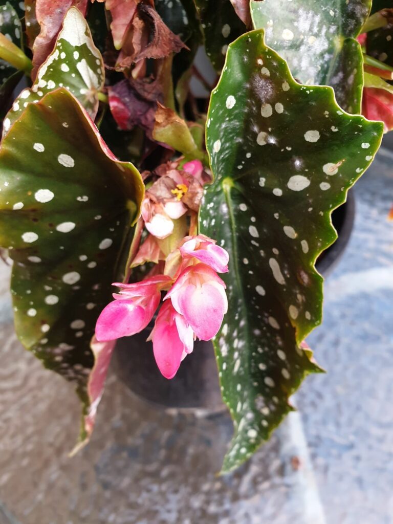 The Beauty of Begonia Maculata: The Polka Dot Begonia