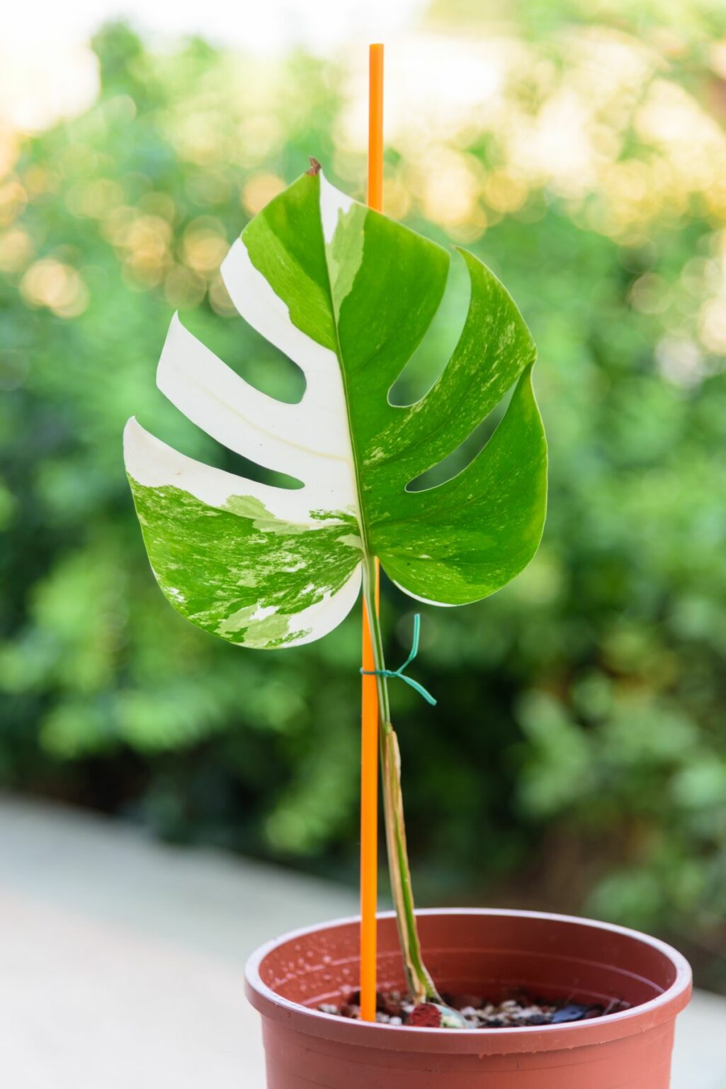 The Variegated Monstera Deliciosa