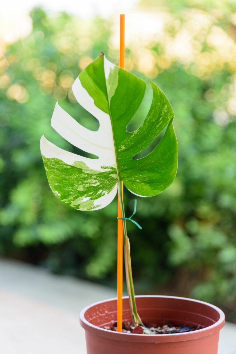 The Variegated Monstera Deliciosa