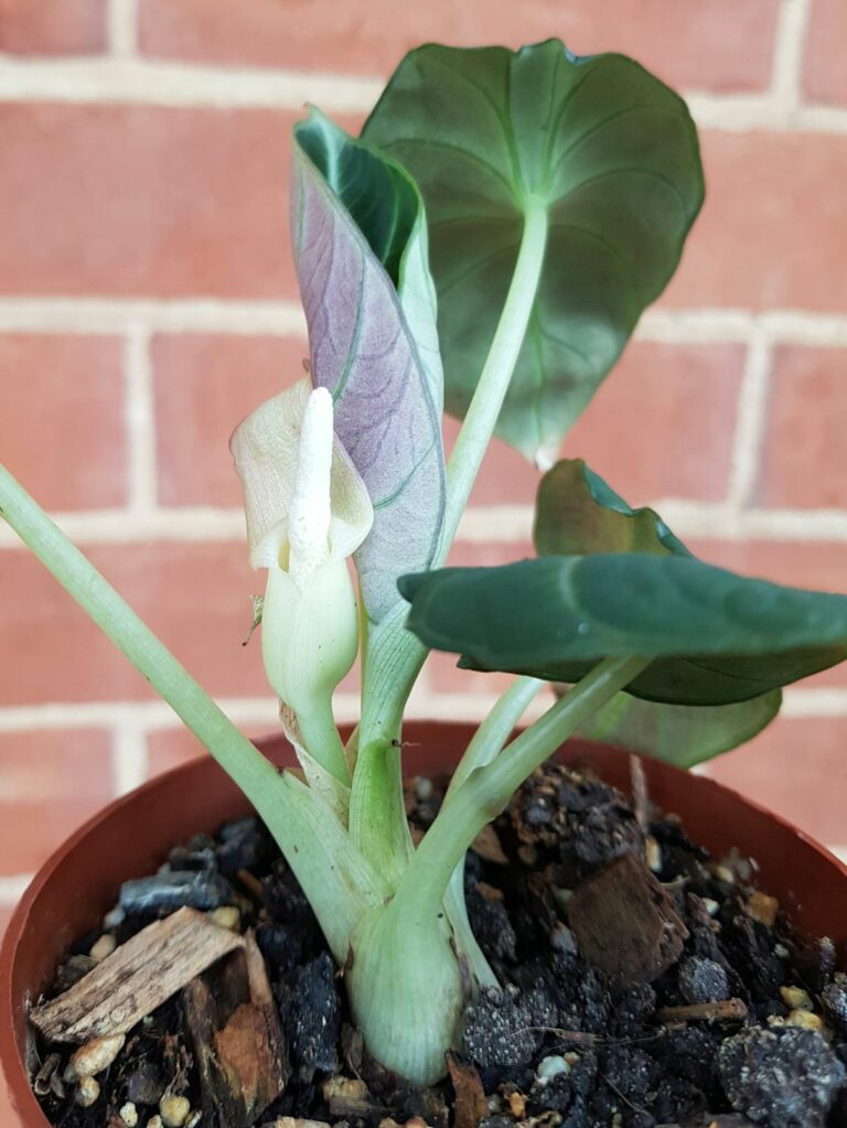 Alocasia Black Velvet Flower