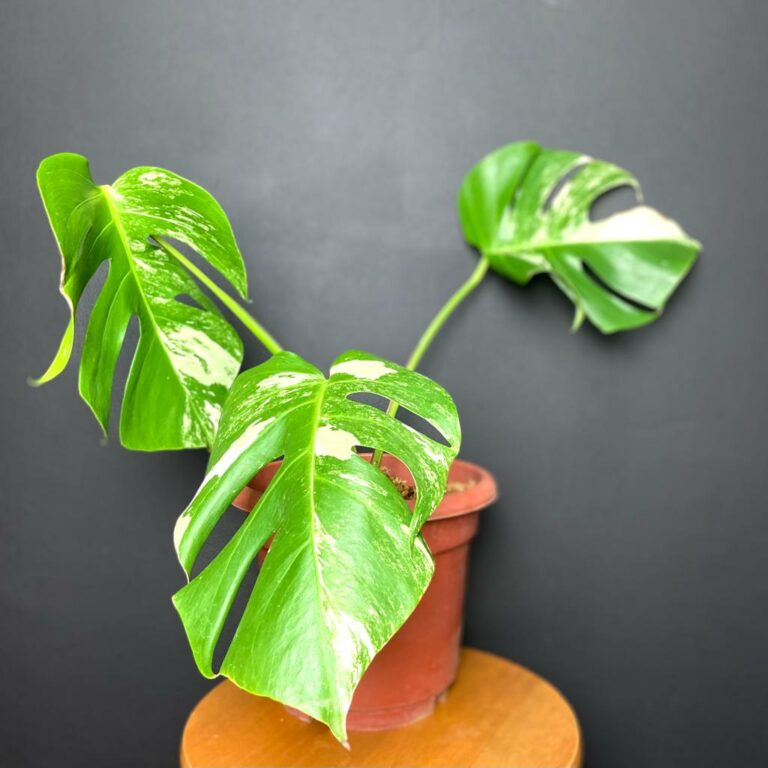 How to Grow and Care for Monstera Borsigiana