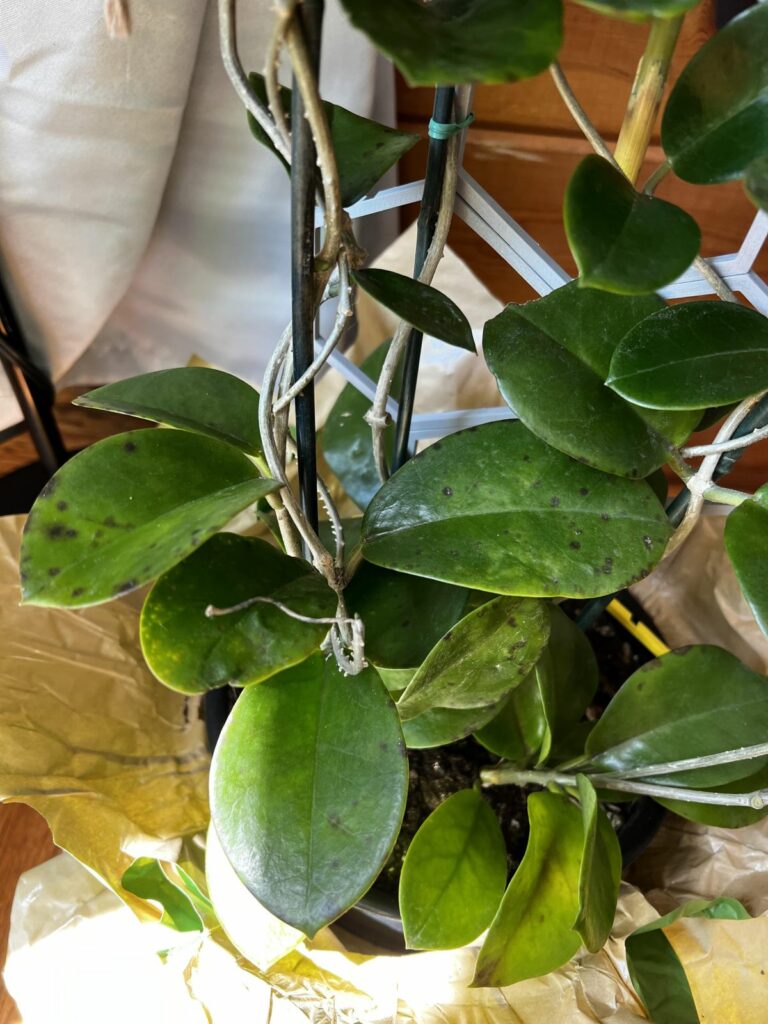 Hoya Australis - Houseplant Central