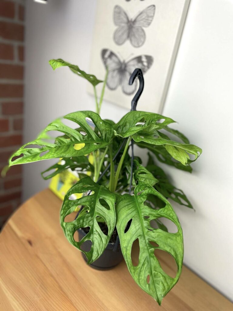 Monstera Obliqua - Everything You Need To Know About