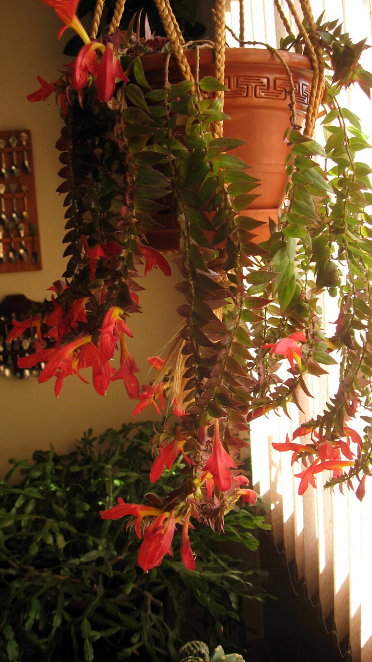 10 Varieties of Lipstick Plants