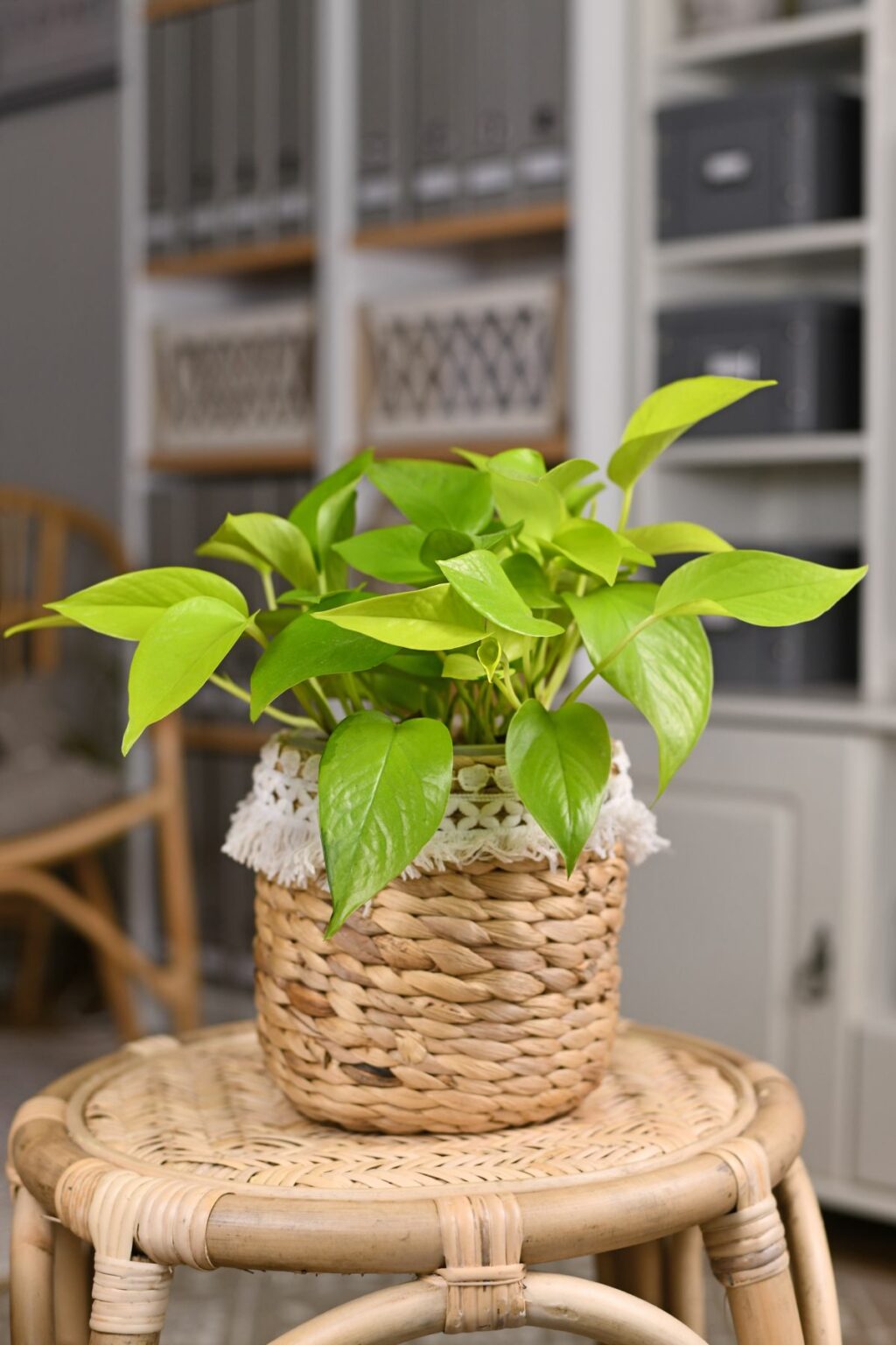 The Low Maintenance and Beautiful Neon Pothos