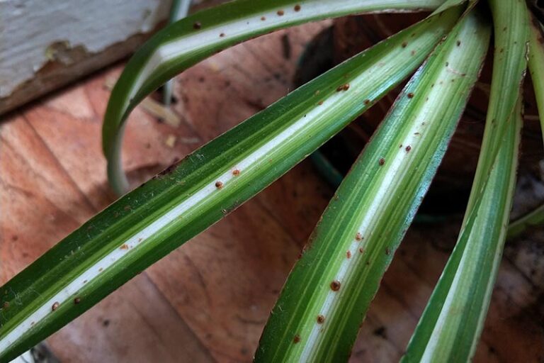 Why Is My Spider Plant Dying?