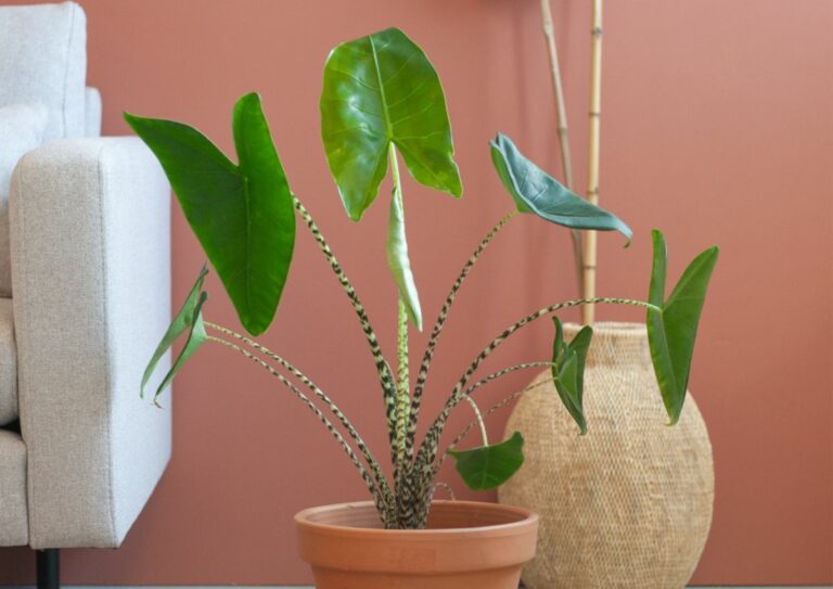 Alocasia Zebrina: All You Need To Know About The Zebra Plant