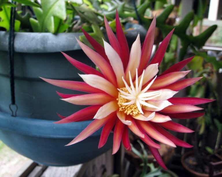 Growing the Ric Rac Cactus - Houseplant Central