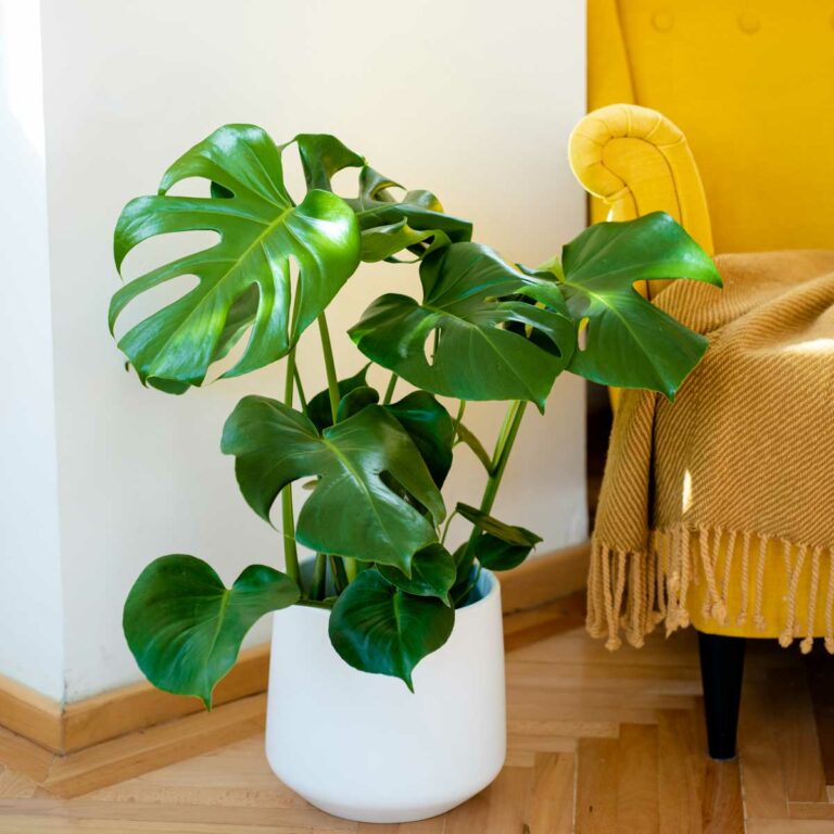 10 Monstera Varieties for Your Houseplant Corner