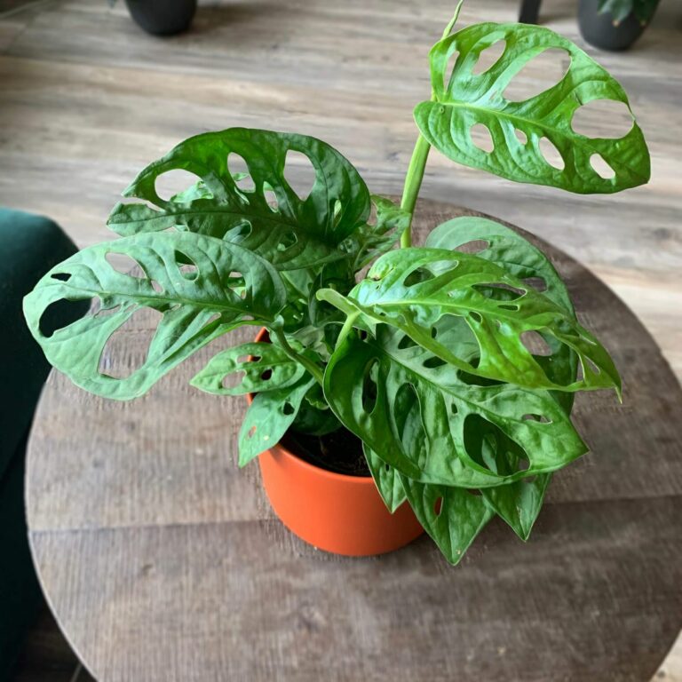 10 Monstera Varieties for Your Houseplant Corner