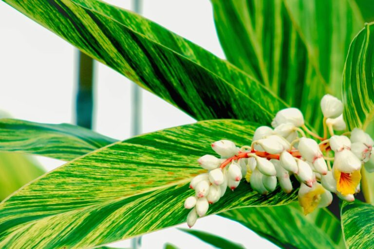 Alpinia Zerumbet Variegata