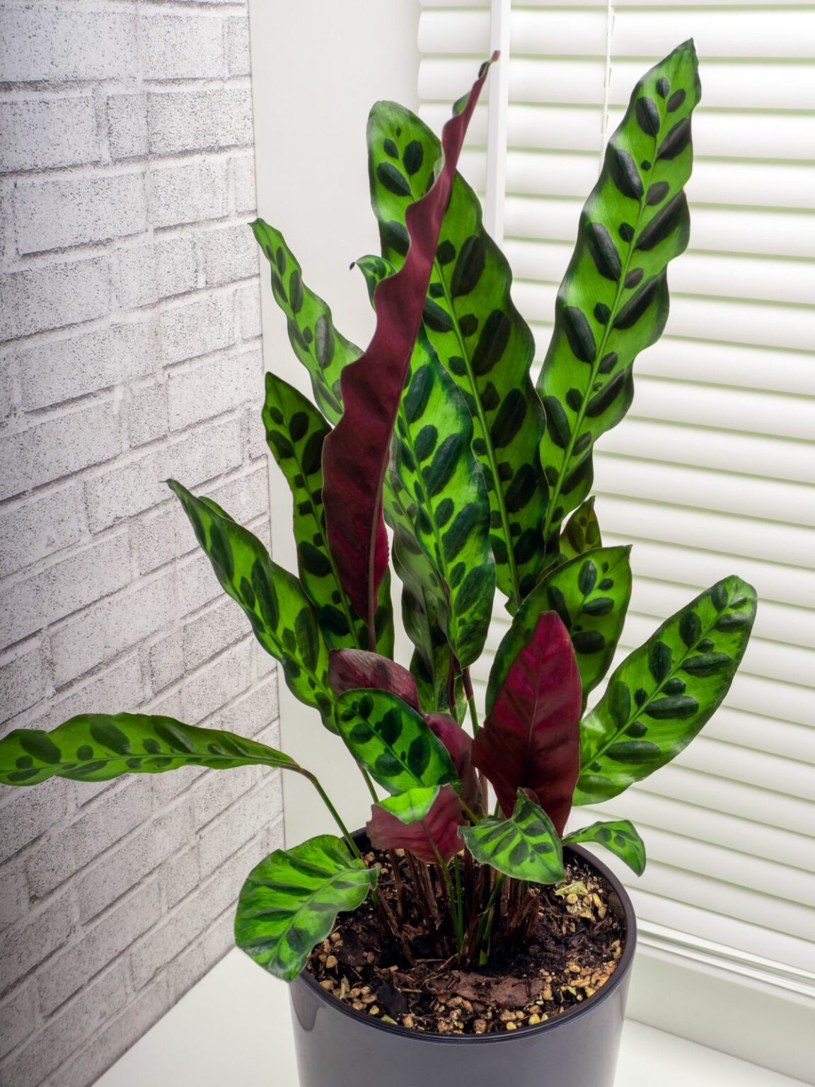 10 Favorite Calathea Types To Bring Indoor