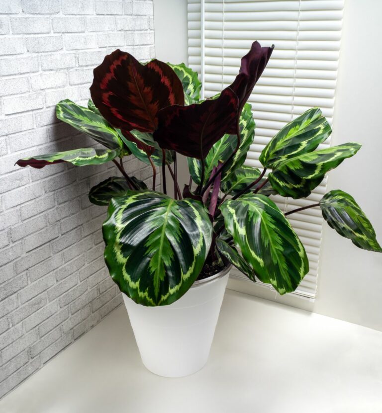 10 Favorite Calathea Types To Bring Indoor