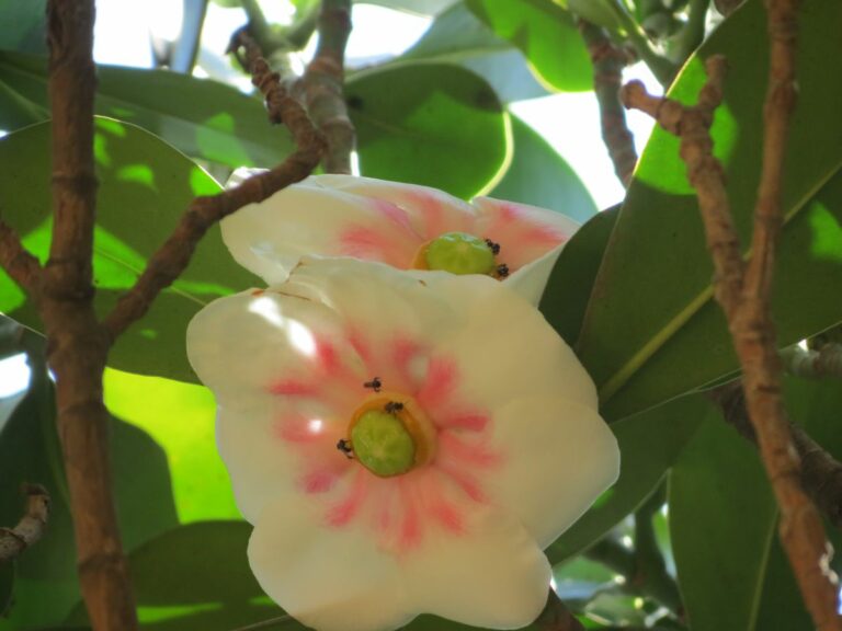 Clusia Rosea: How To Grow and Care Autograph Tree