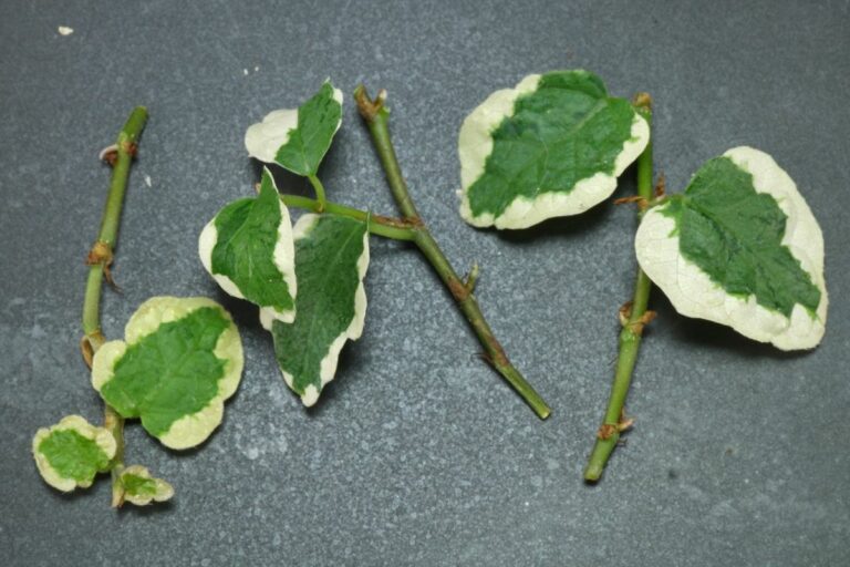 Ficus Pumila: How To Care Of Creeping Fig