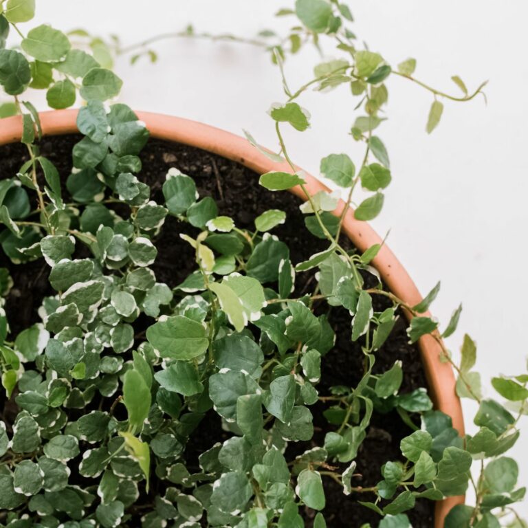 Ficus Pumila: How To Care Of Creeping Fig