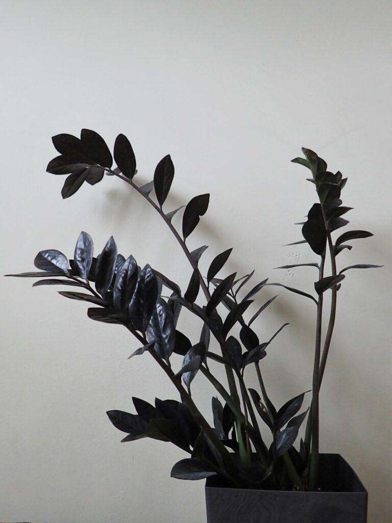 Care Of Raven ZZ Plant (Zamioculcas Zamiifolia Raven)