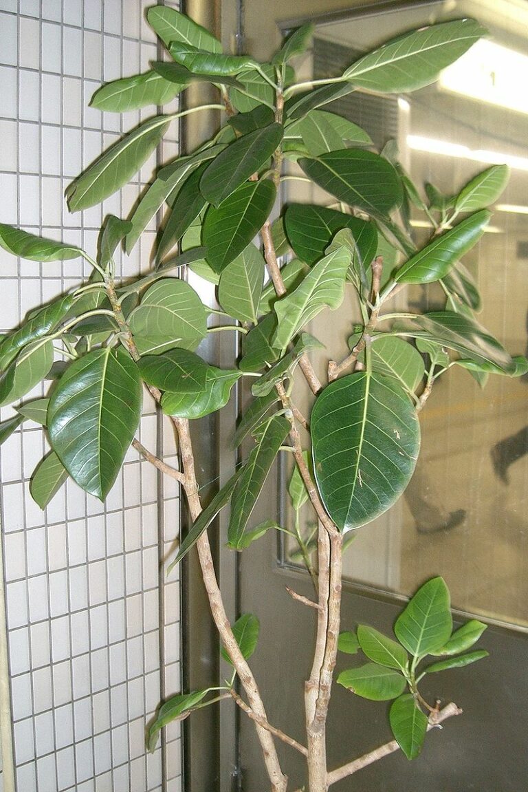 Ficus Altissima: How To Grow And Care for Ficus Yellow Gem plant