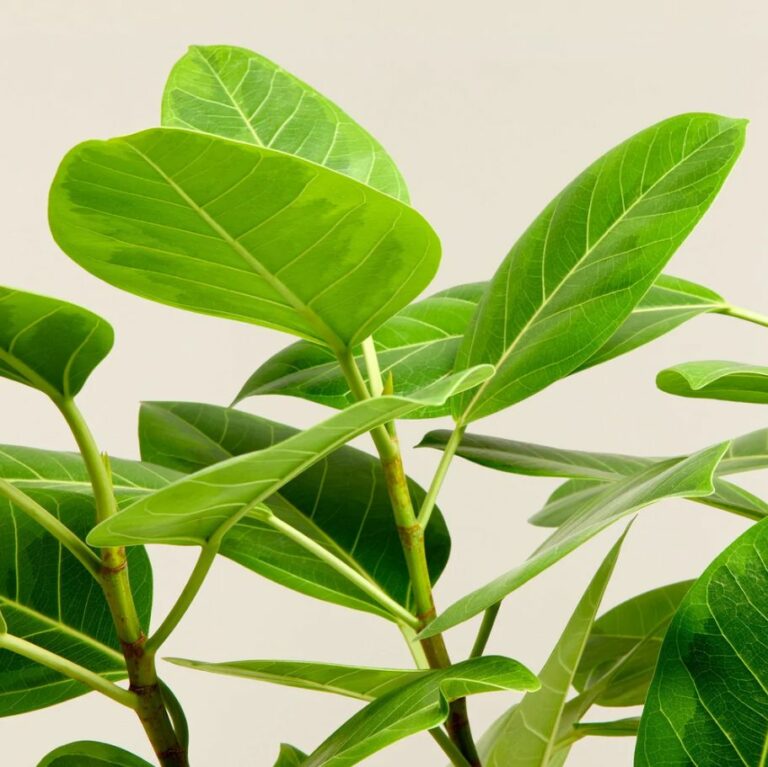 Ficus Altissima: How To Grow And Care for Ficus Yellow Gem plant