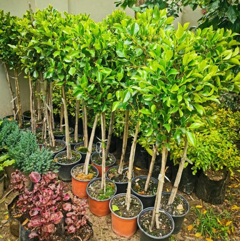 Ficus Nitida: How to Grow and care Ficus Microcarpa Nitida