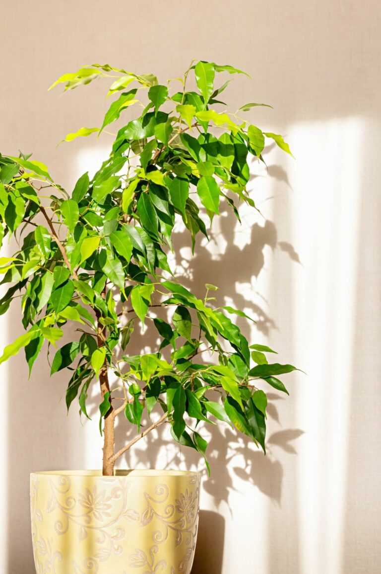 20 Indoor Trees to Brighten Your Home