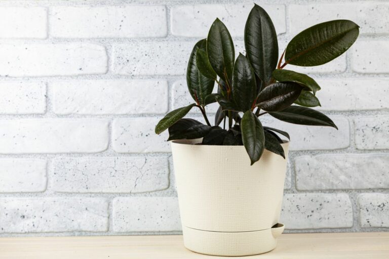 20 Indoor Trees to Brighten Your Home