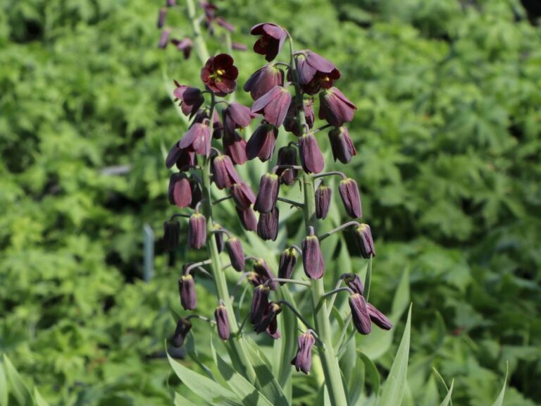 Fritillaria Persica Adiyaman (Persian Lily plant) Care