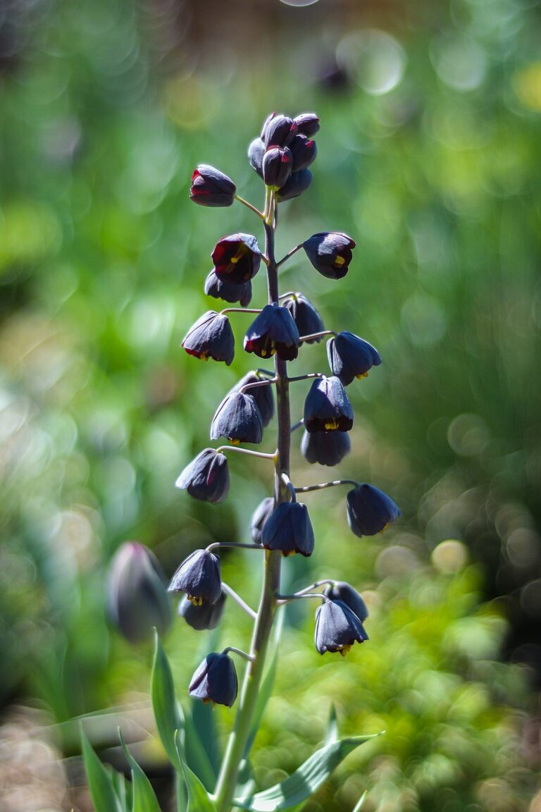17 Best Types of Black Flower Plants To Grow