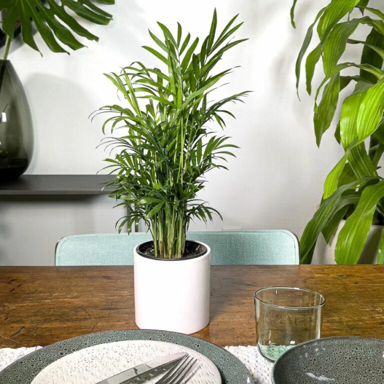 Parlor Palm Care and Grow Indoor Plant - Houseplant Central