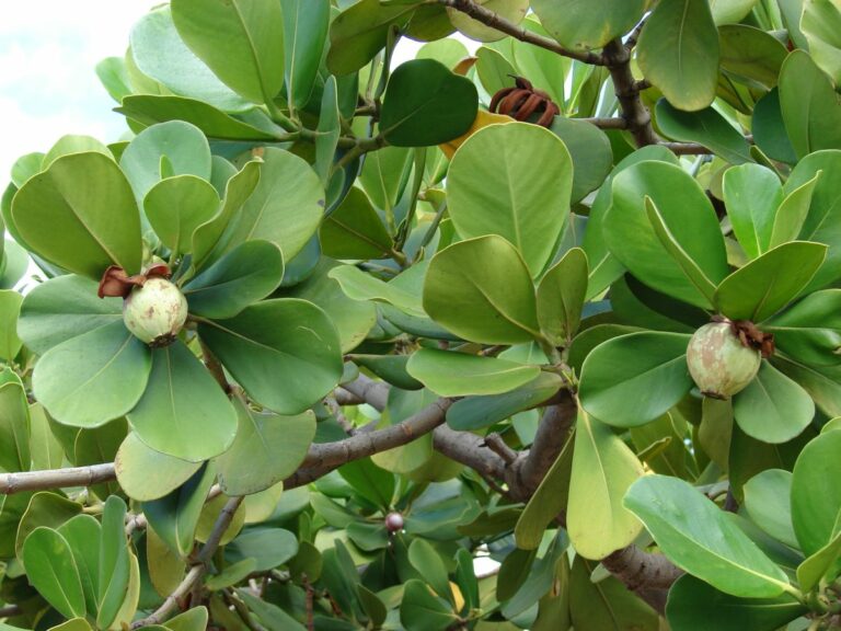 Clusia Rosea: How To Grow and Care Autograph Tree