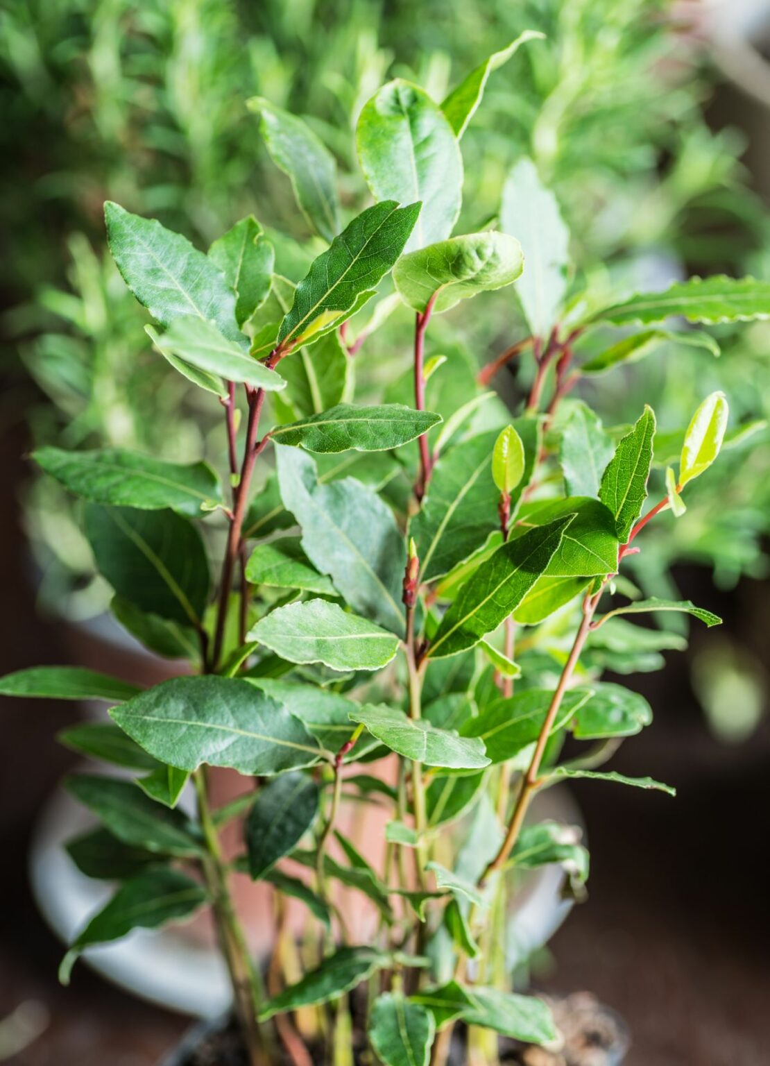20 Indoor Trees to Brighten Your Home