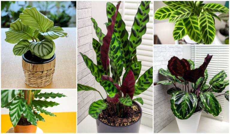 10 Favorite Calathea Types To Bring Indoor