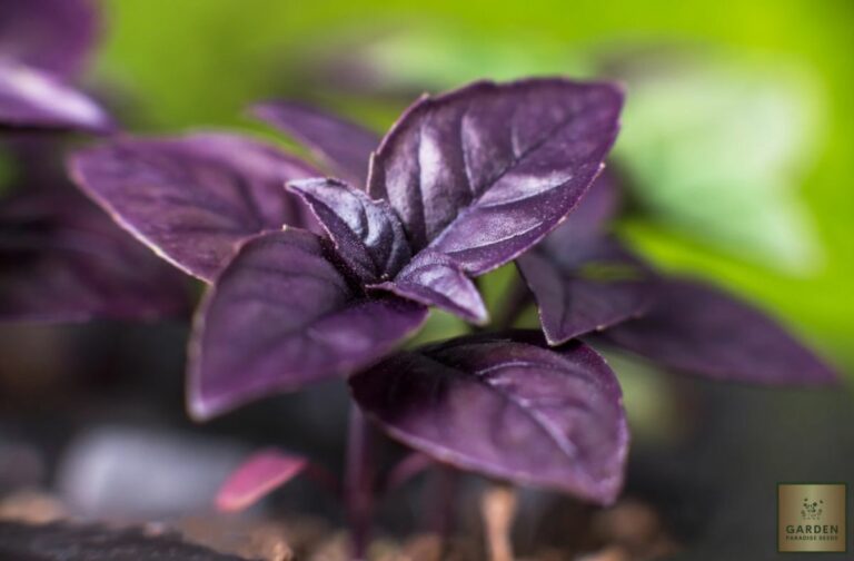The Purple Basil Plant or Ocimum basilicum L.: All You Need To Know