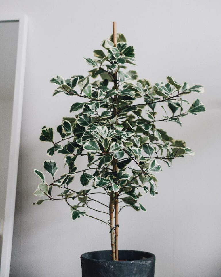 Ficus Triangularis Variegata: Care For The Variegated Ficus Triangularis