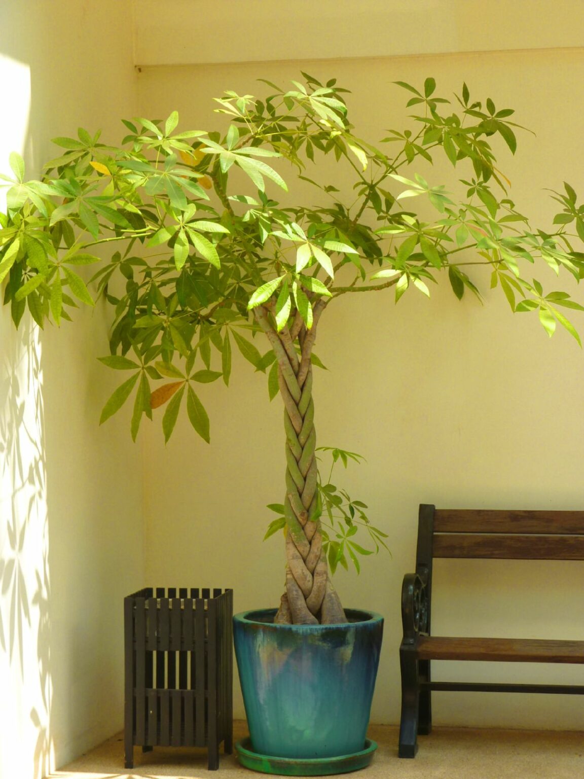20 Indoor Trees to Brighten Your Home
