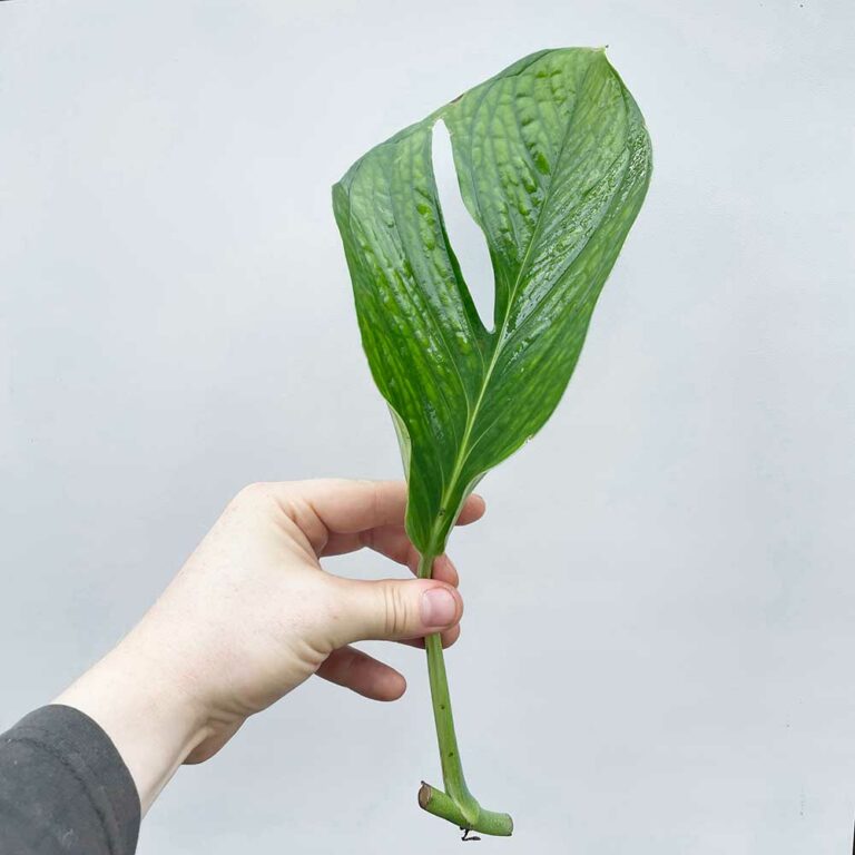 The Monstera Pinnatipartita Grow and Care