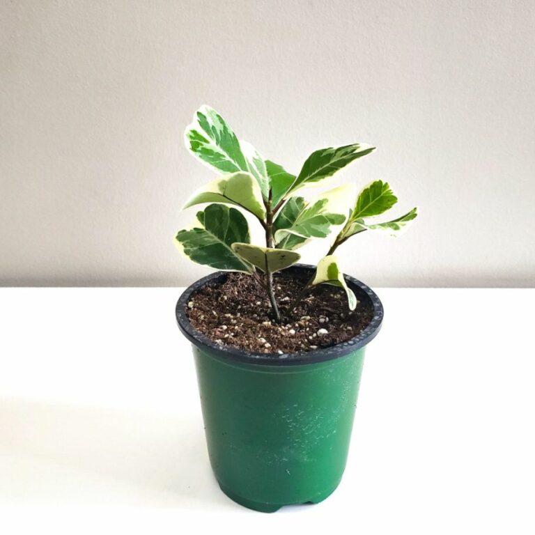 Ficus Triangularis Variegata: Care For The Variegated Ficus Triangularis
